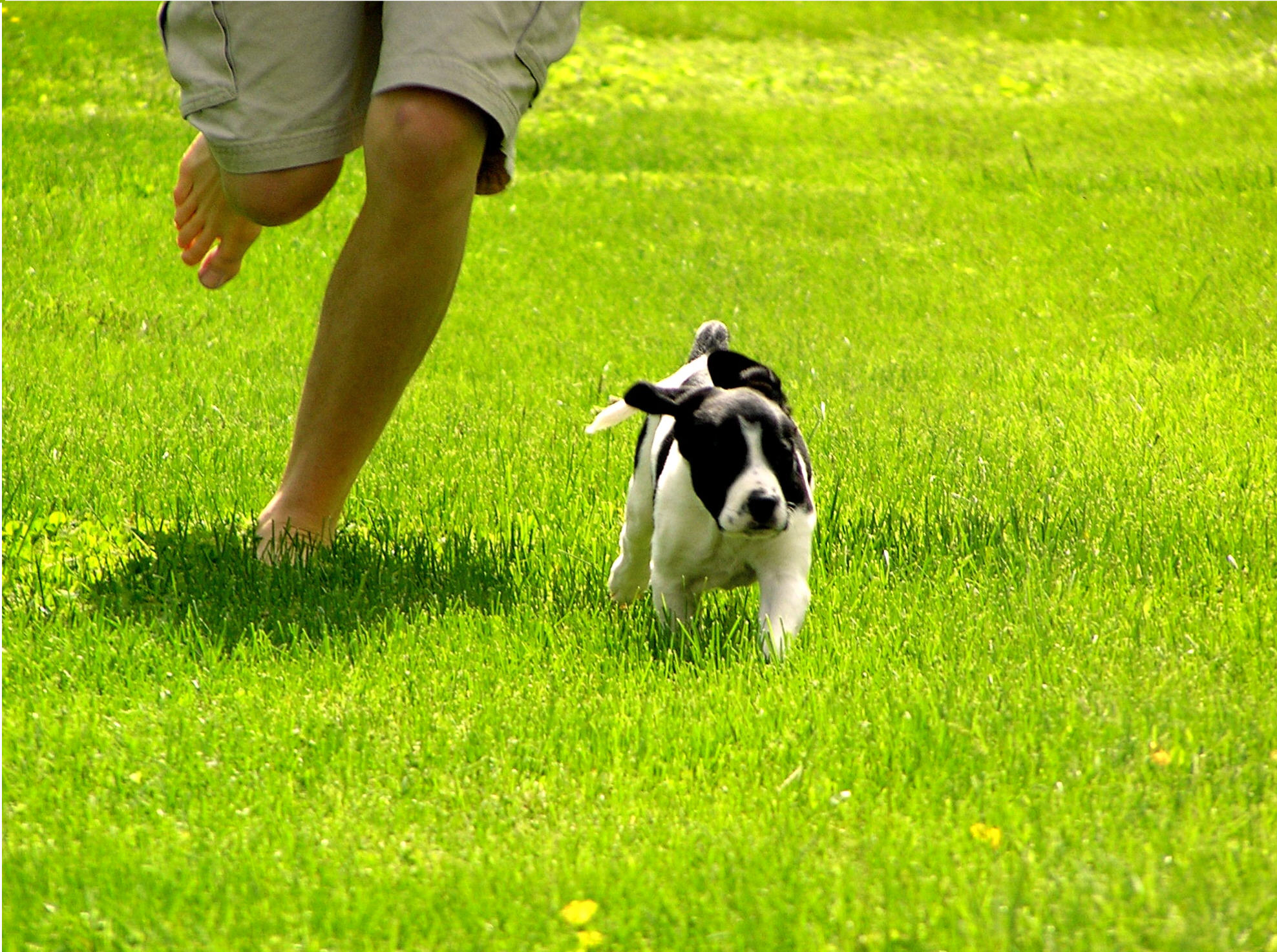 Vacaciones con tu perro: Tips para disfrutar con tu amigo de cuatro patas