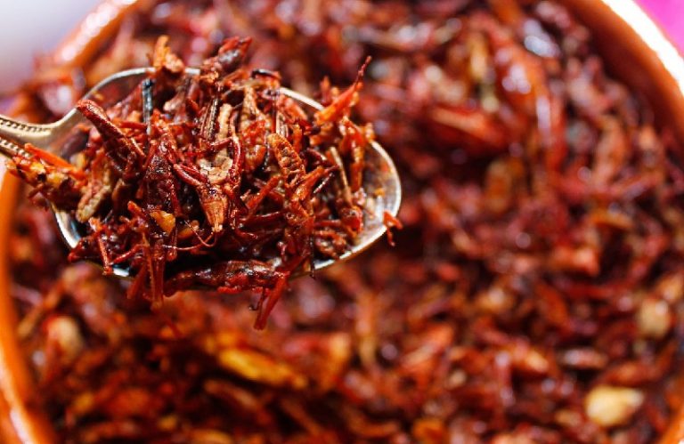 Las comidas más raras del mundo - Travel Report