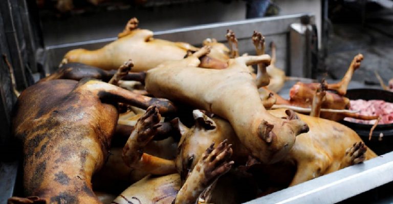 Las comidas más raras del mundo - Travel Report