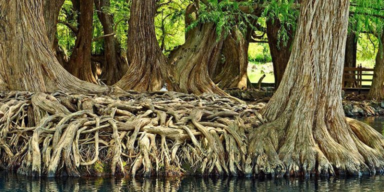 Qué hacer en el Lago de Camécuaro - Travel Report