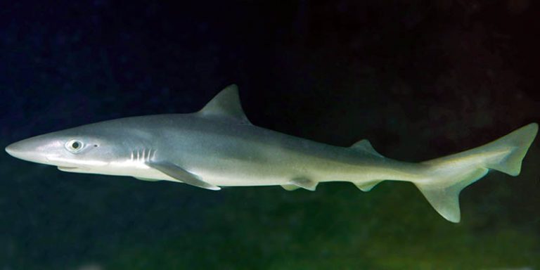 ¿Cómo hacer pan de cazón? La receta tradicional de Campeche - Travel Report