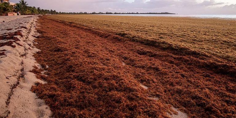 ¿Qué es el sargazo, y es peligroso? - Travel Report