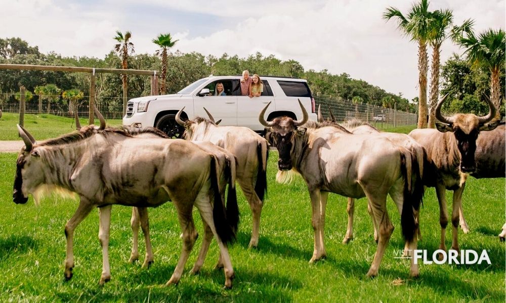 6 razones para visitar Wild Florida - Travel Report