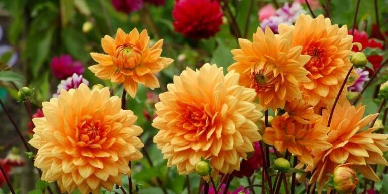 Flores de México: un legado de nuestros antepasados - Travel Report