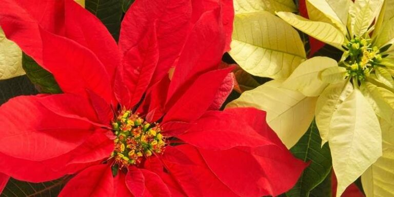 Flores de México: un legado de nuestros antepasados - Travel Report