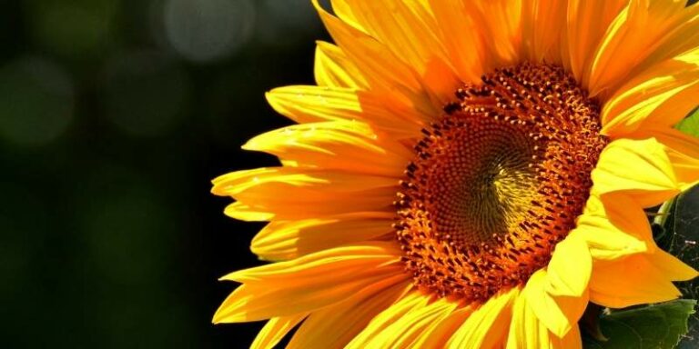 Flores de México: un legado de nuestros antepasados - Travel Report