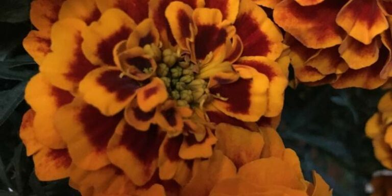 Flores de México: un legado de nuestros antepasados - Travel Report