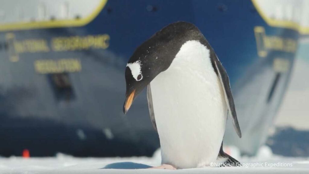 National Geographic Resolution, la nueva exploradora de la Antártida ...