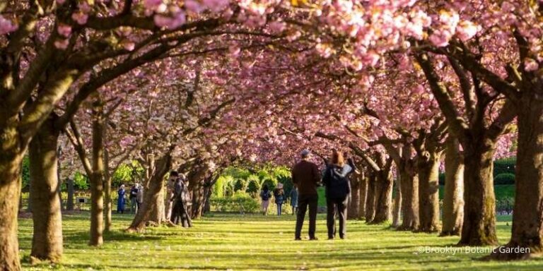 ¿Dónde ver los cerezos en Nueva York? - Travel Report