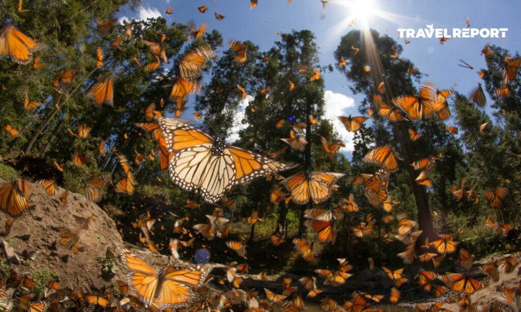 Explora El Santuario De Las Mariposas Monarca En Valle De Bravo