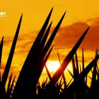 Qué hacer en Alcatraz: Guía completa - Travel Report